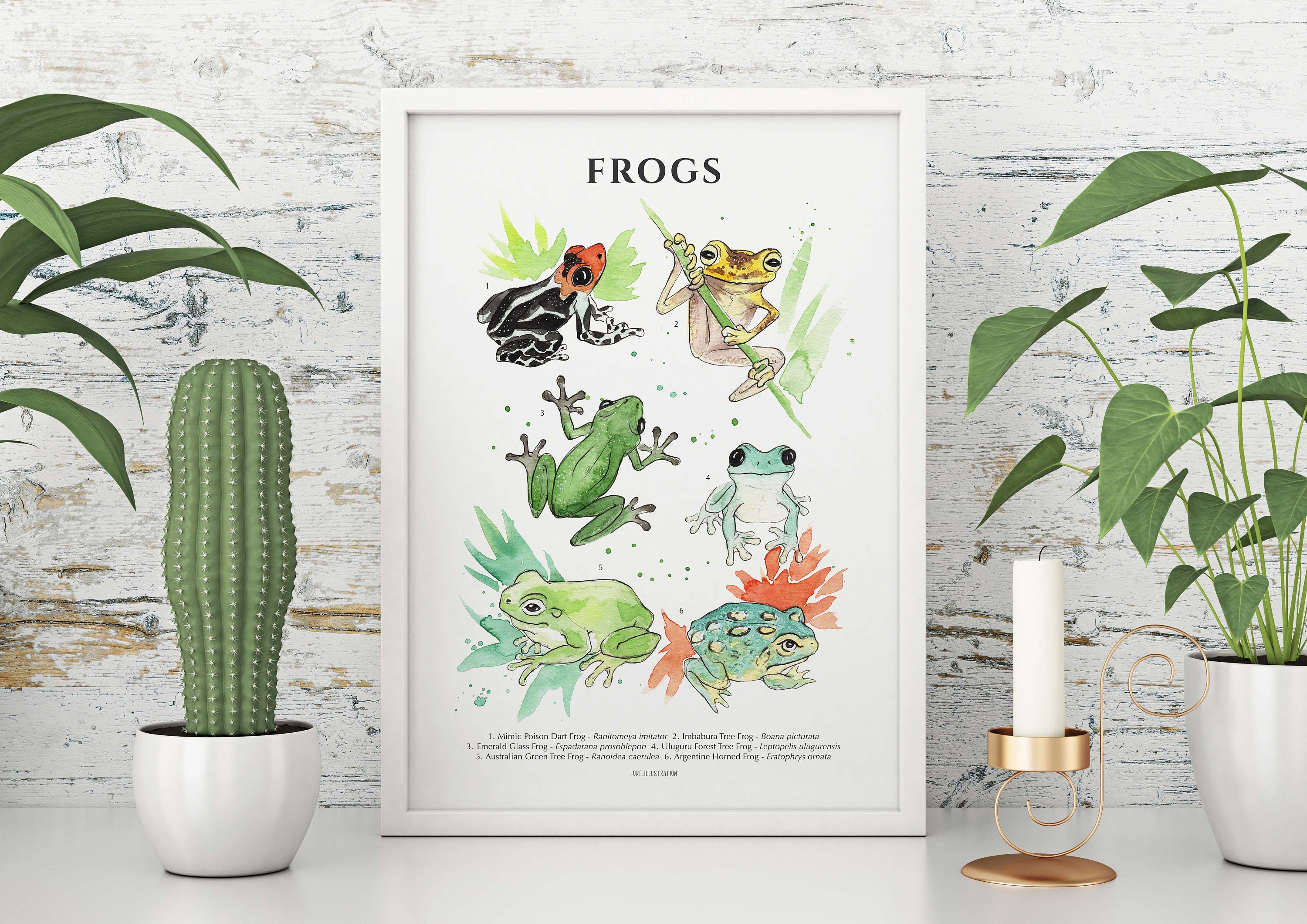 Frogs Poster Watercolour Illustration Frogs Species Nursery | Etsy