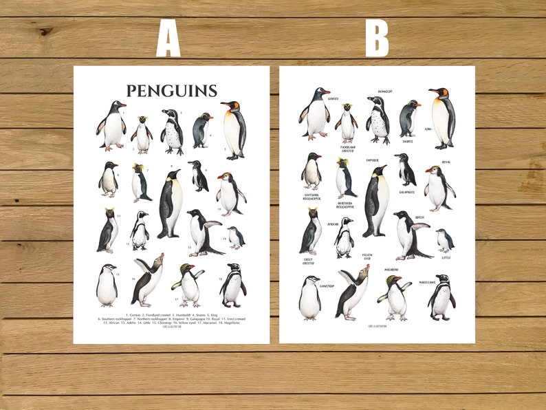 Penguins Poster Penguin Species Antarctica Animals Art - Etsy