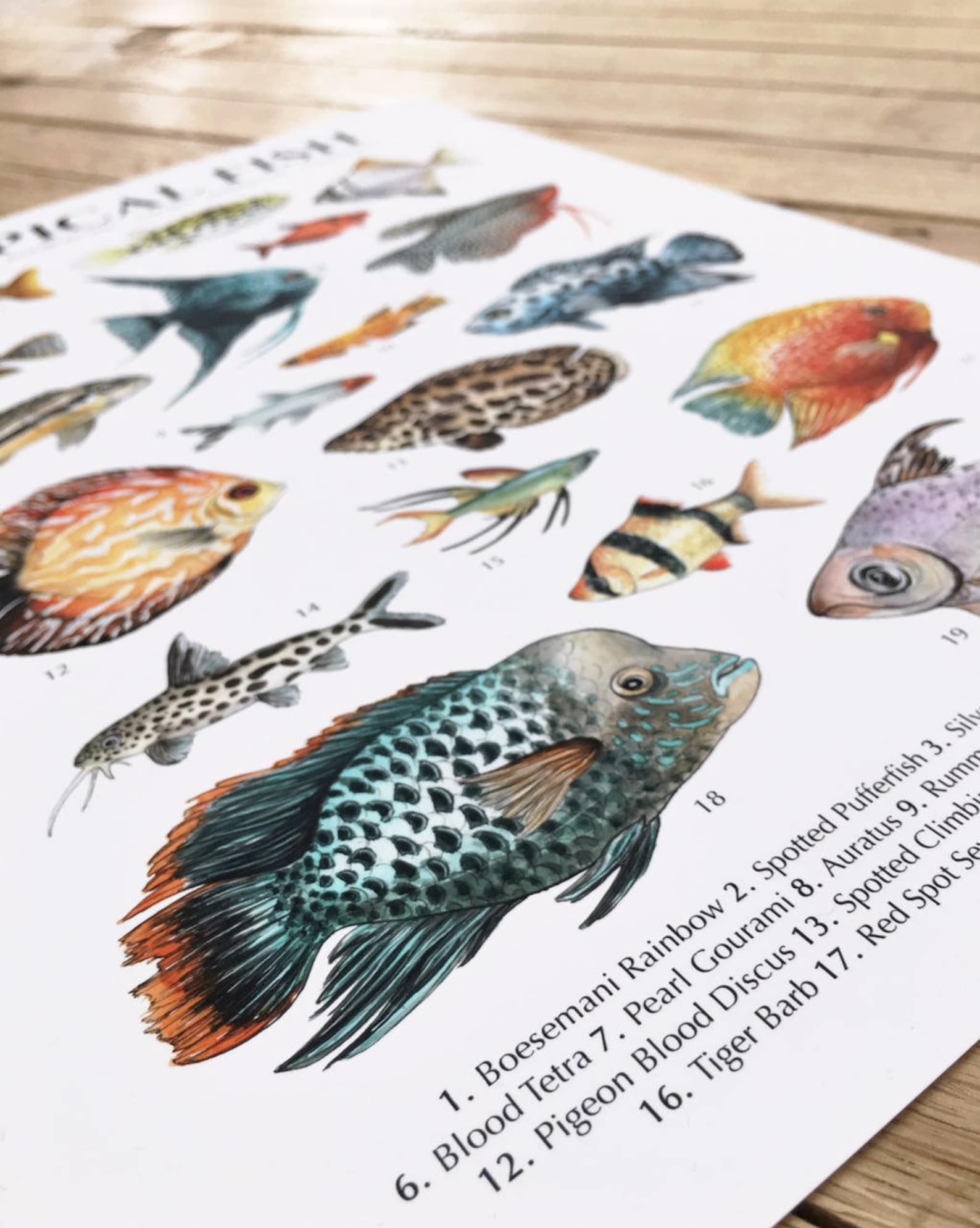 Poster de Peces Tropicales Lámina Tipos de Peces Peceras - Etsy España
