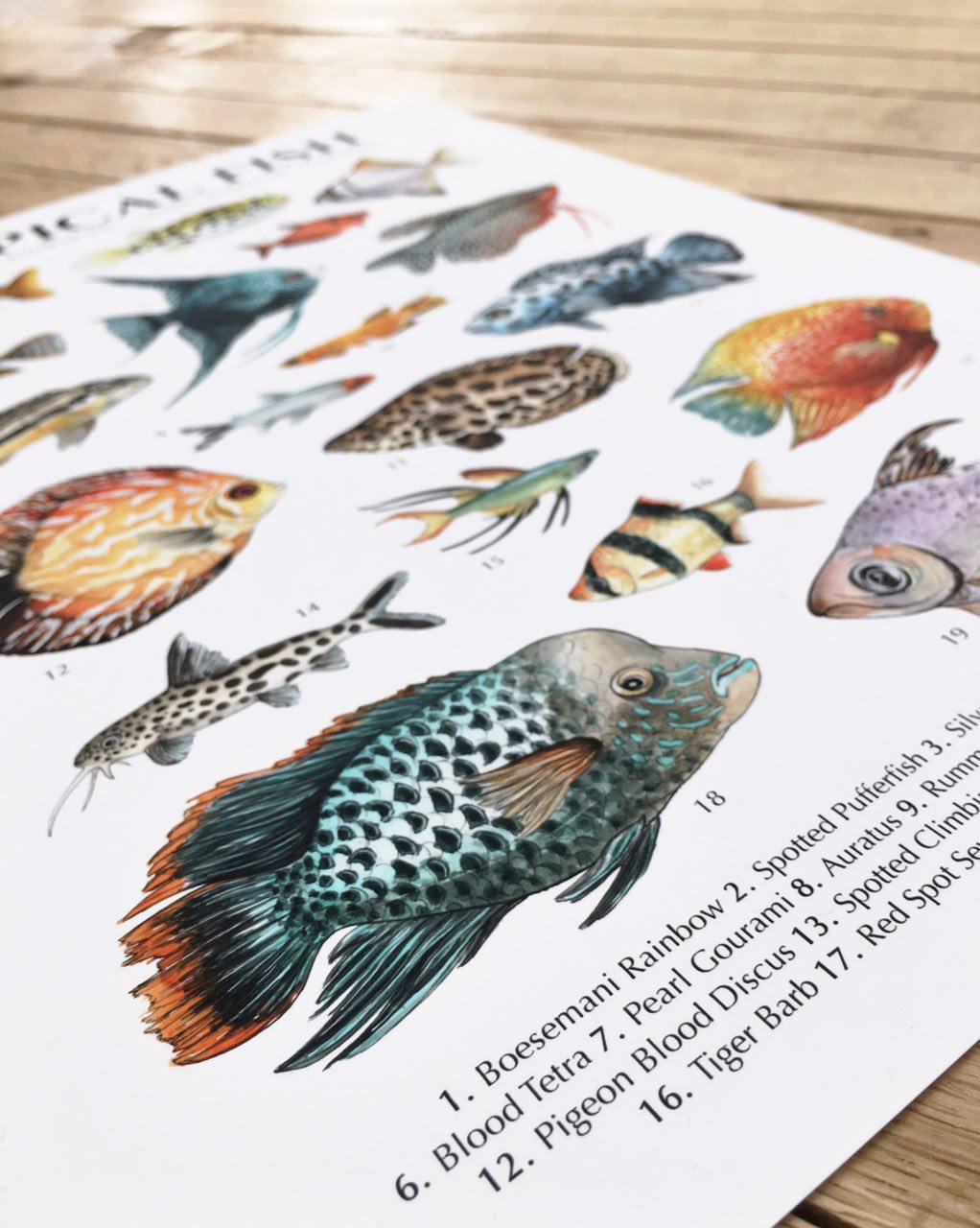 Tropischer Fisch Druck Fisch Poster Giclée Print | Etsy
