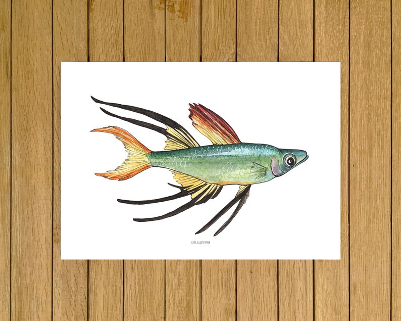 Threadfin Rainbow Tropical Fish Print Giclée Print - Etsy