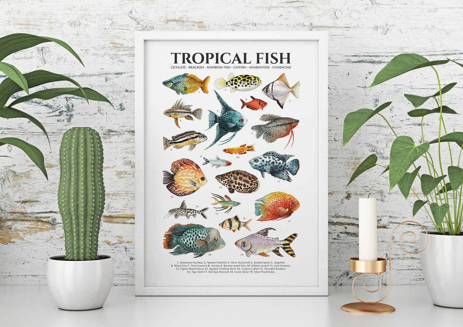 Poster de Peces Tropicales Lámina Tipos de Peces Peceras - Etsy España
