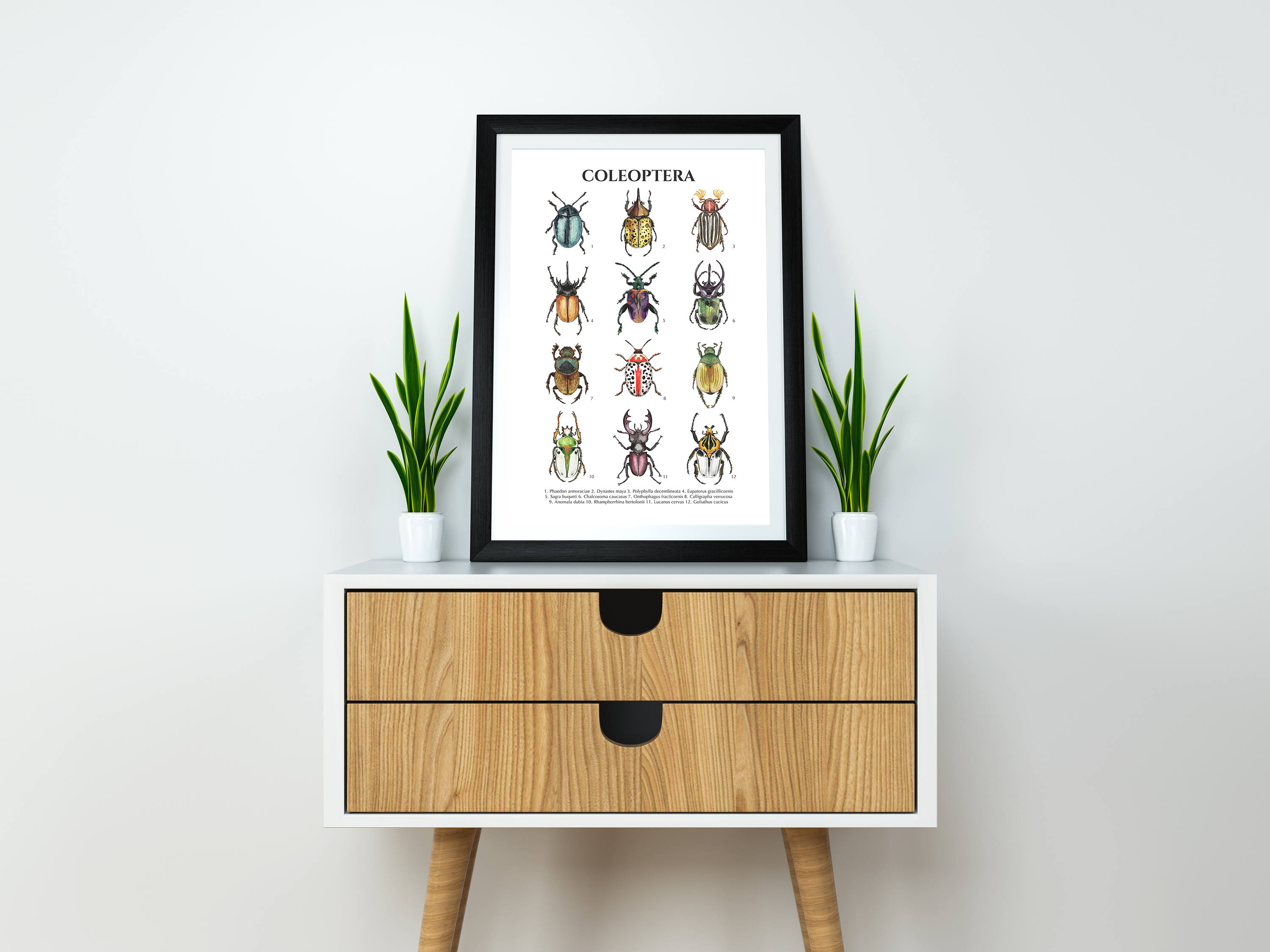 Beetles Poster Coleoptera Poster Giclee Print Beetles Wall - Etsy