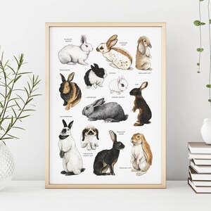 Rabbits Species Watercolour Poster: Bunny Lover's Wall Art - Etsy