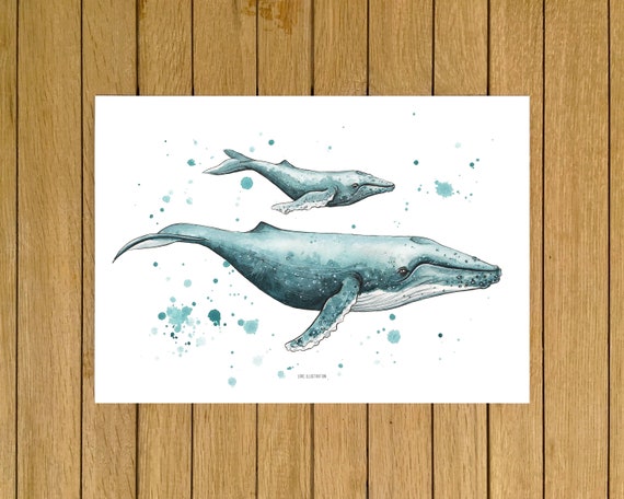 Ballena Jorobada Bebé