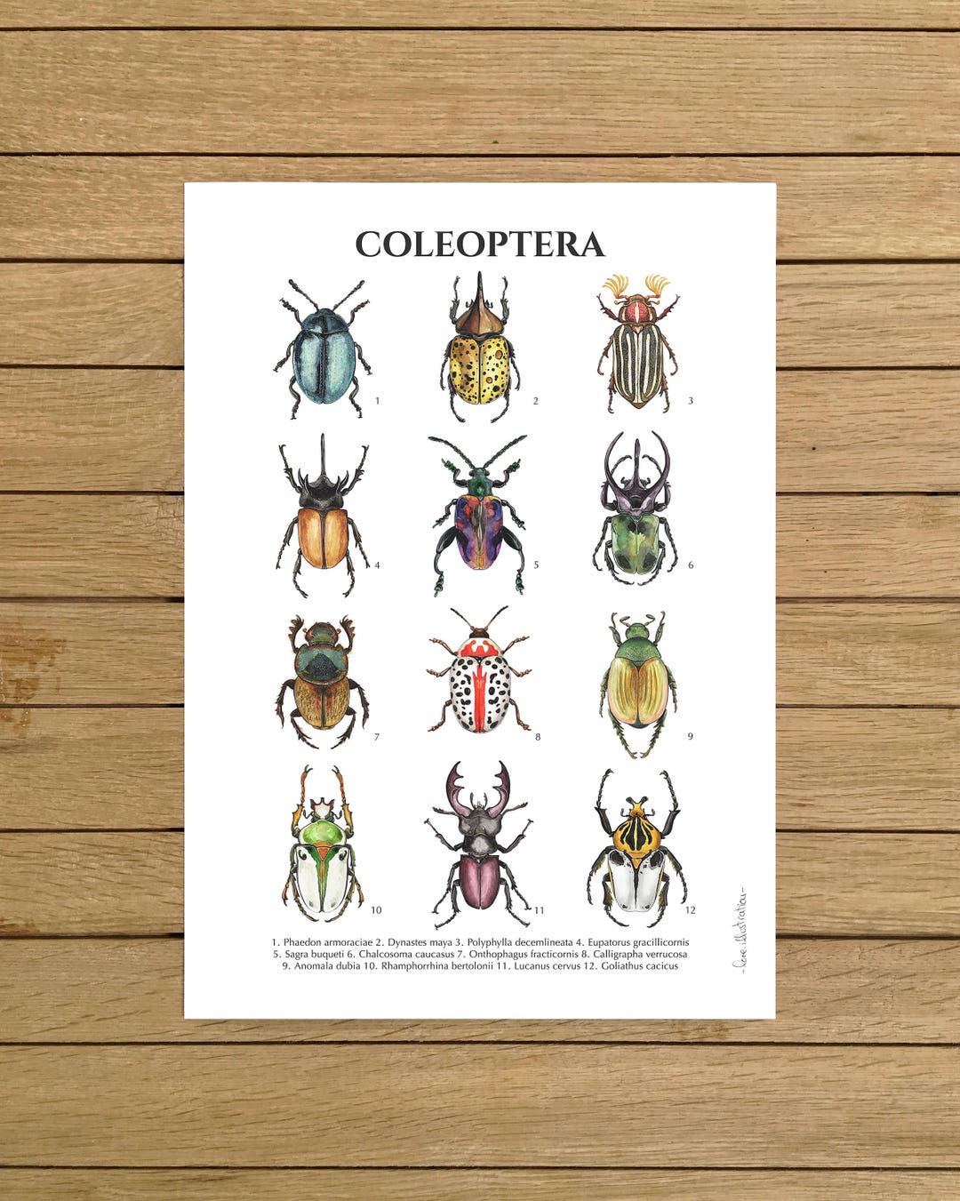 Beetles Poster, Coleoptera Poster, Giclee Print, Beetles Wall Art Decor ...