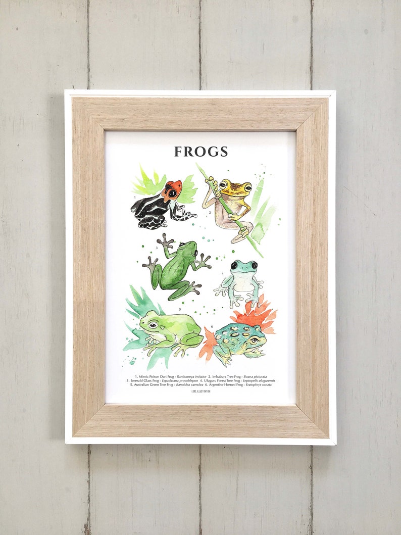 Frogs Poster Watercolour Illustration Frogs Species Nursery - Etsy UK