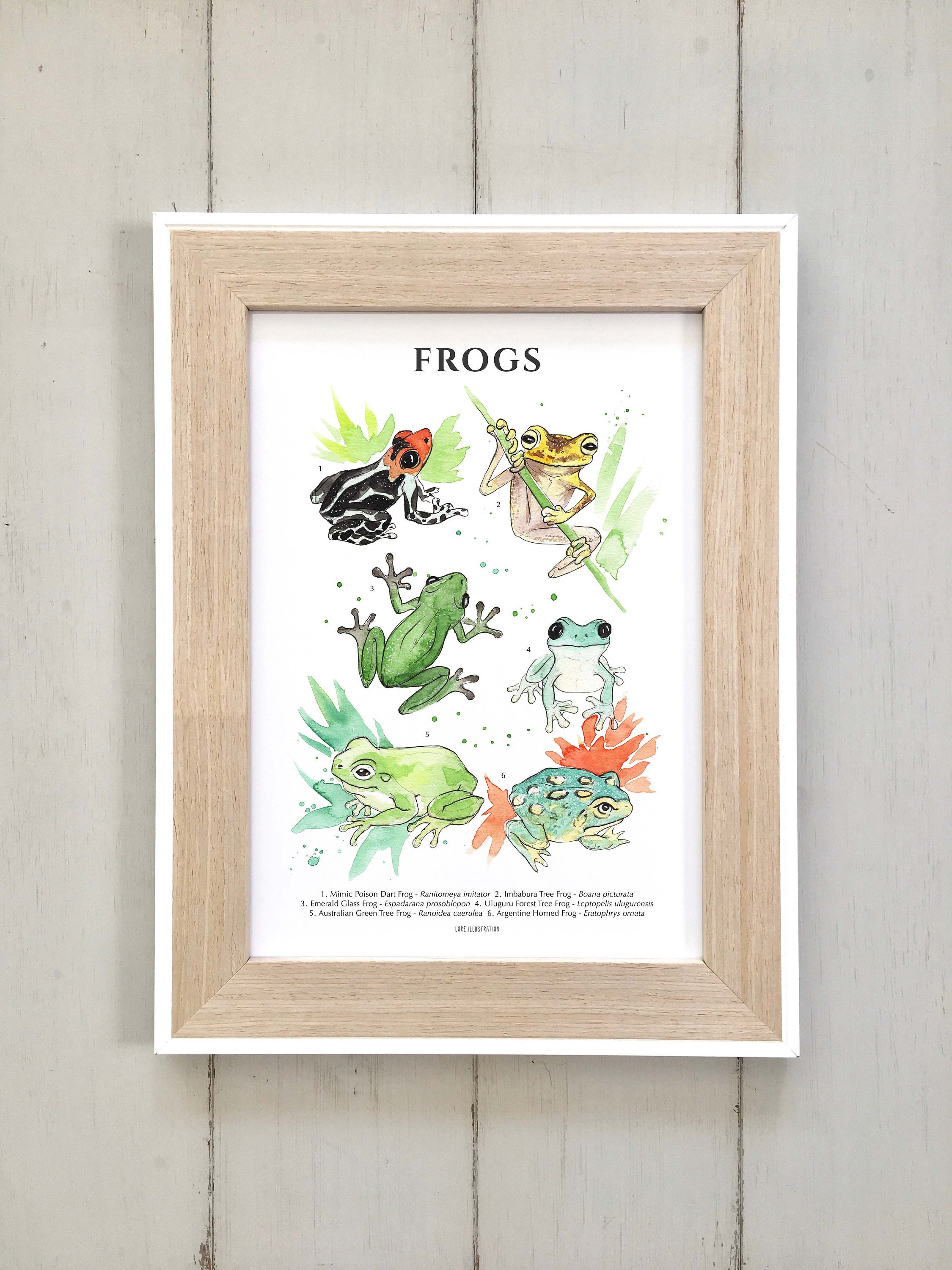 Frogs Poster Watercolour Illustration Frogs Species Nursery - Etsy UK