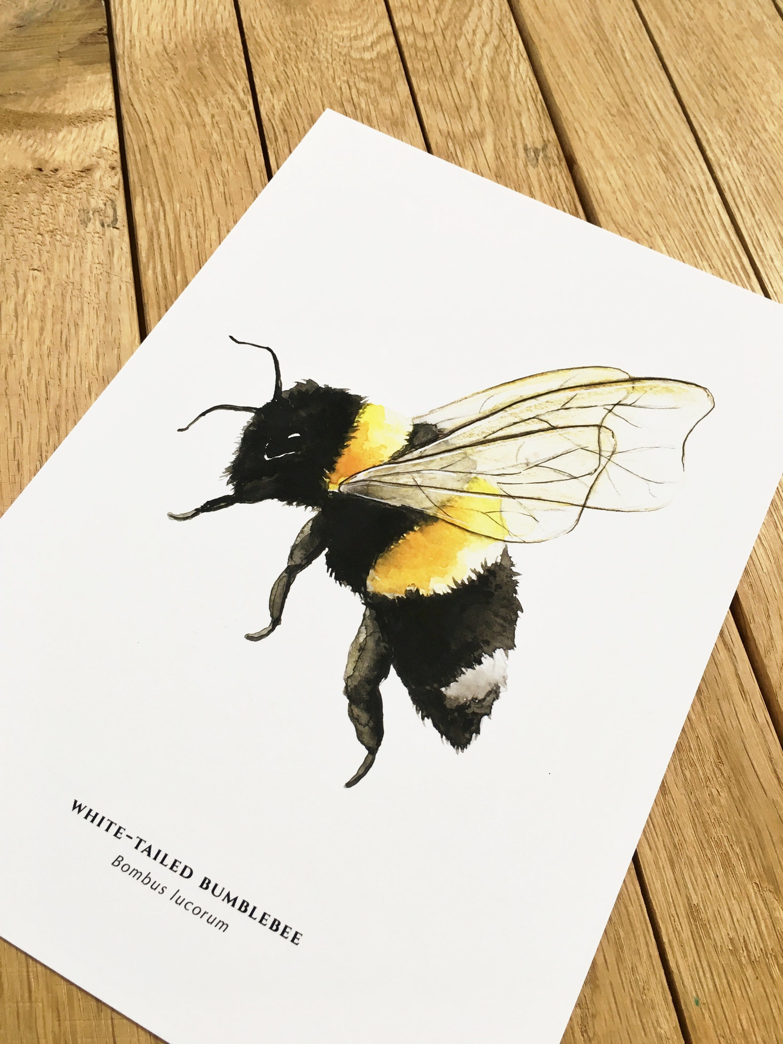 White Tailed Bumblebee Bumblebee Print Bee Print Yellow - Etsy