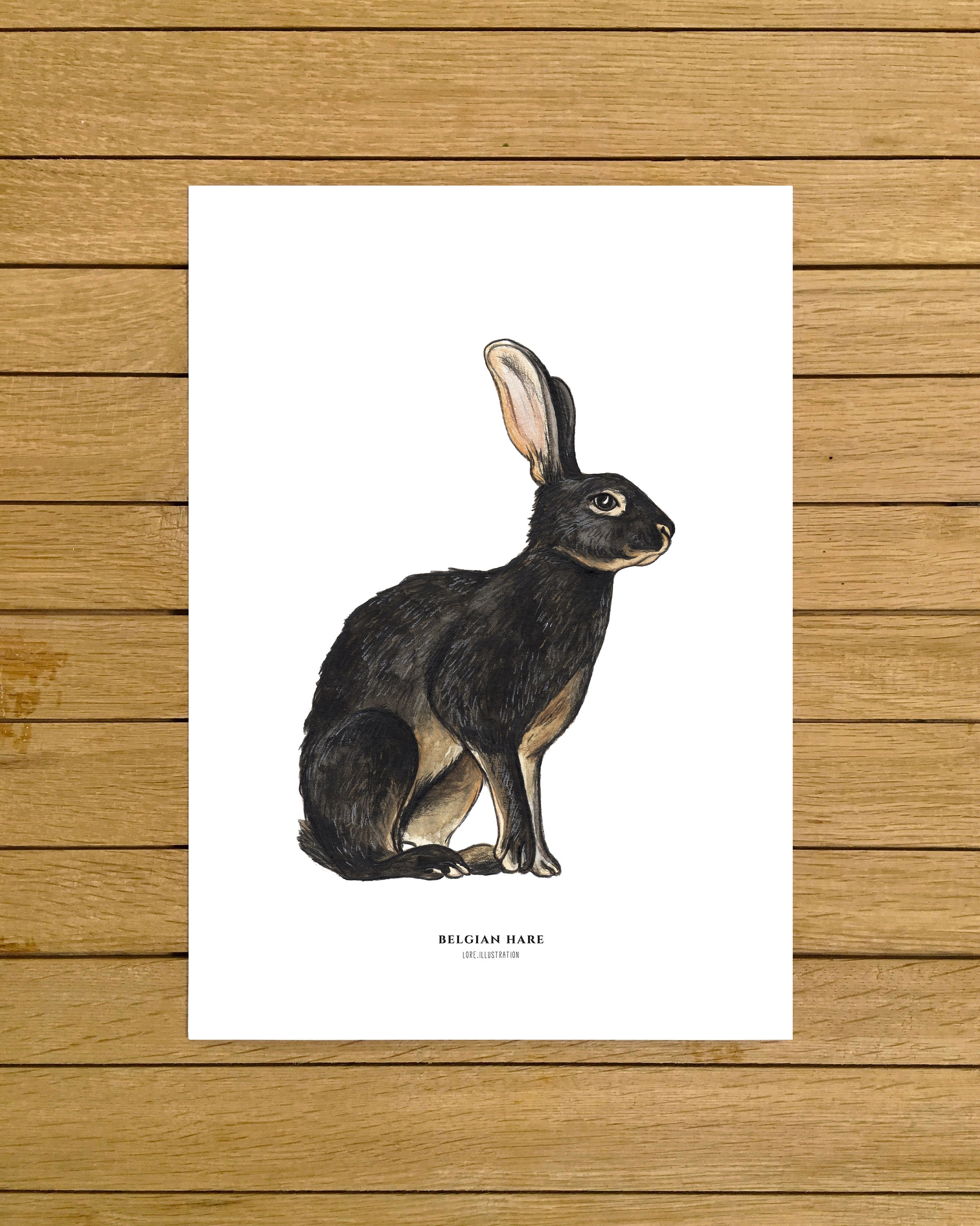Belgian Hare Rabbit