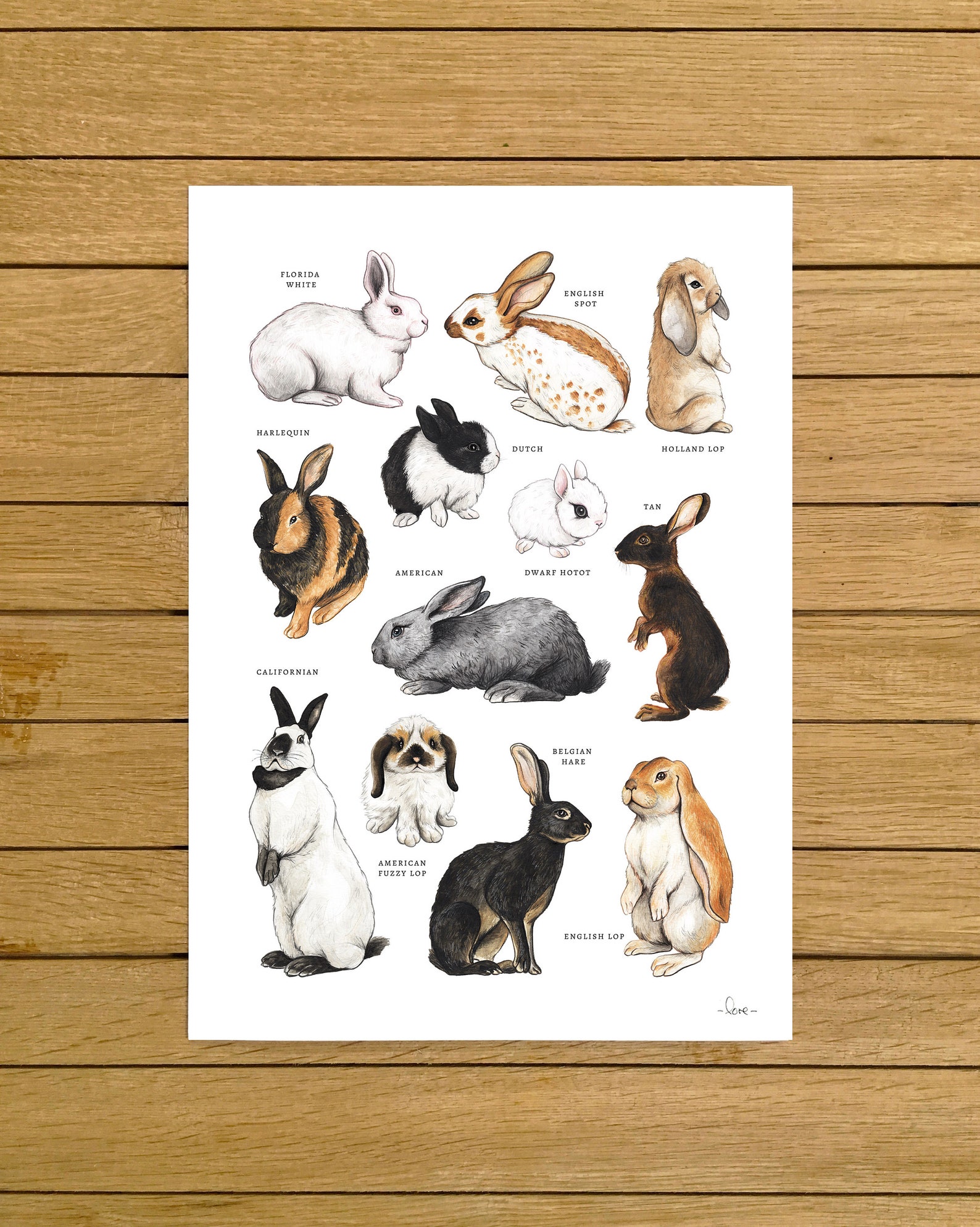 Bunnies Poster Rabbits Species Collection Bunny Lovers - Etsy UK