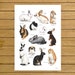 Bunnies Poster, Rabbits Species Collection, Bunny Lovers, Animal Print ...