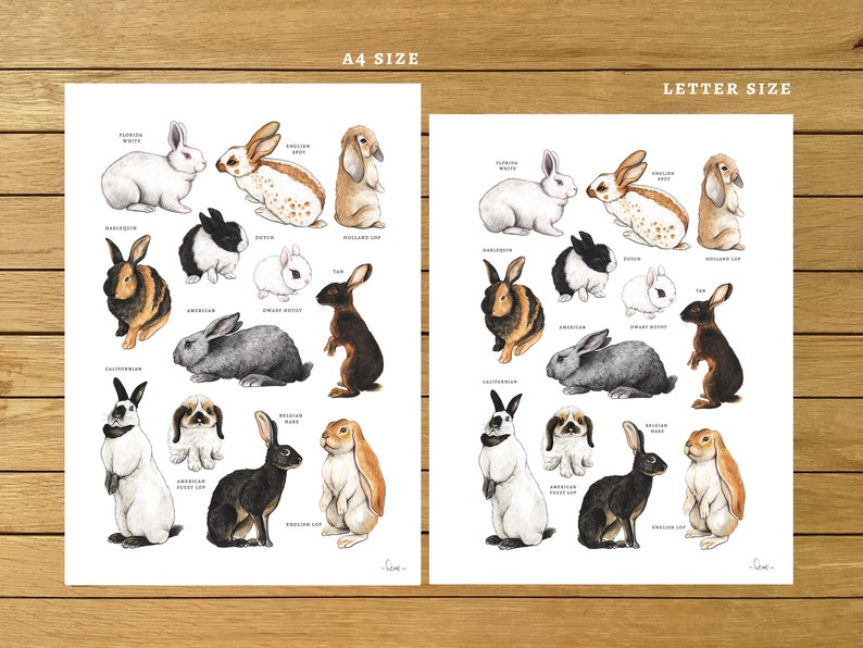 Bunnies Poster Rabbits Species Collection Bunny Lovers | Etsy