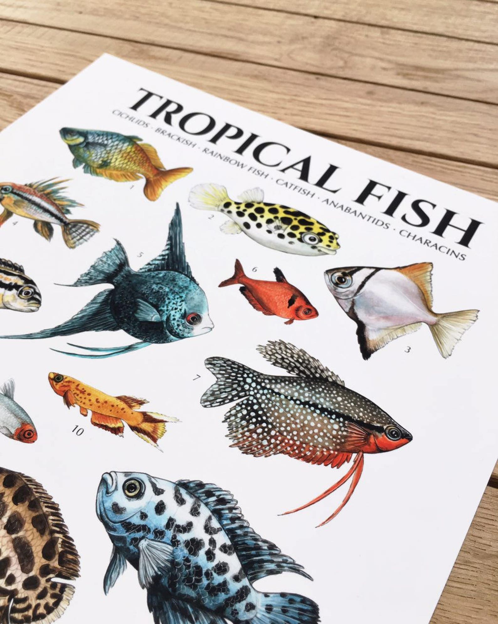 Poster de Peces Tropicales Lámina Tipos de Peces Peceras - Etsy España
