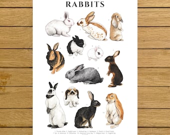 Rabbit Breeds Poster - Etsy Australia