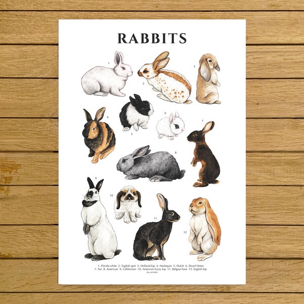 Animal Illustration - Etsy