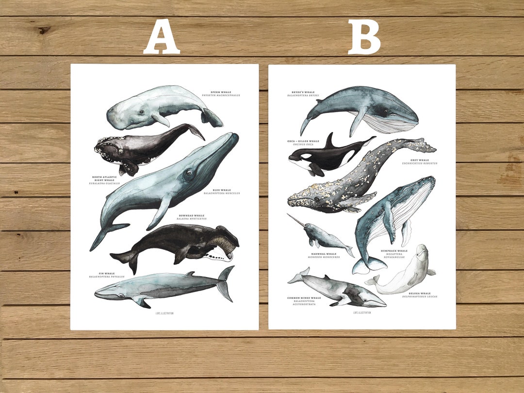 Whale Species Watercolor Art Print Set: Nordic Nursery Decor - Etsy