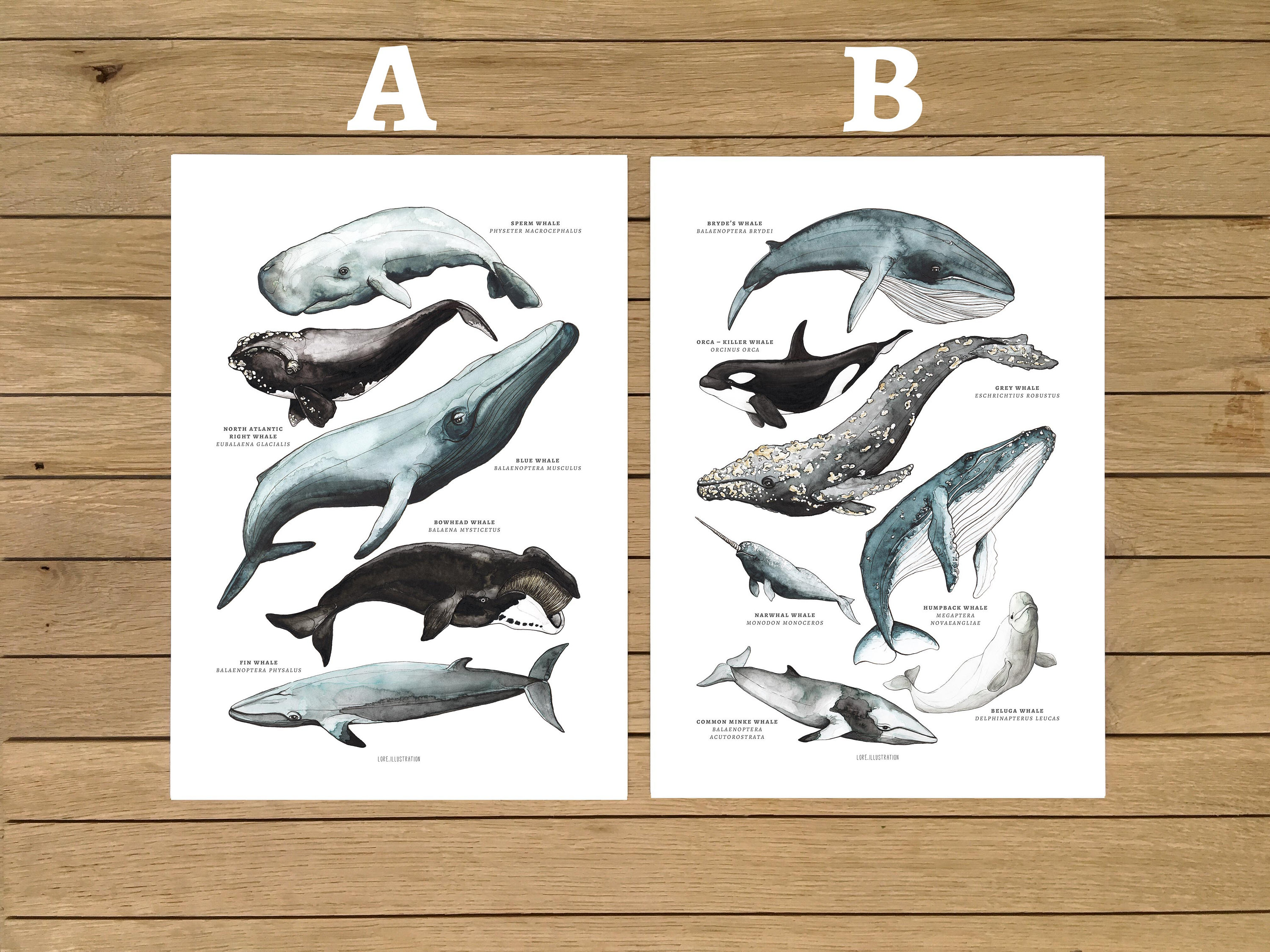 Whale Species Poster