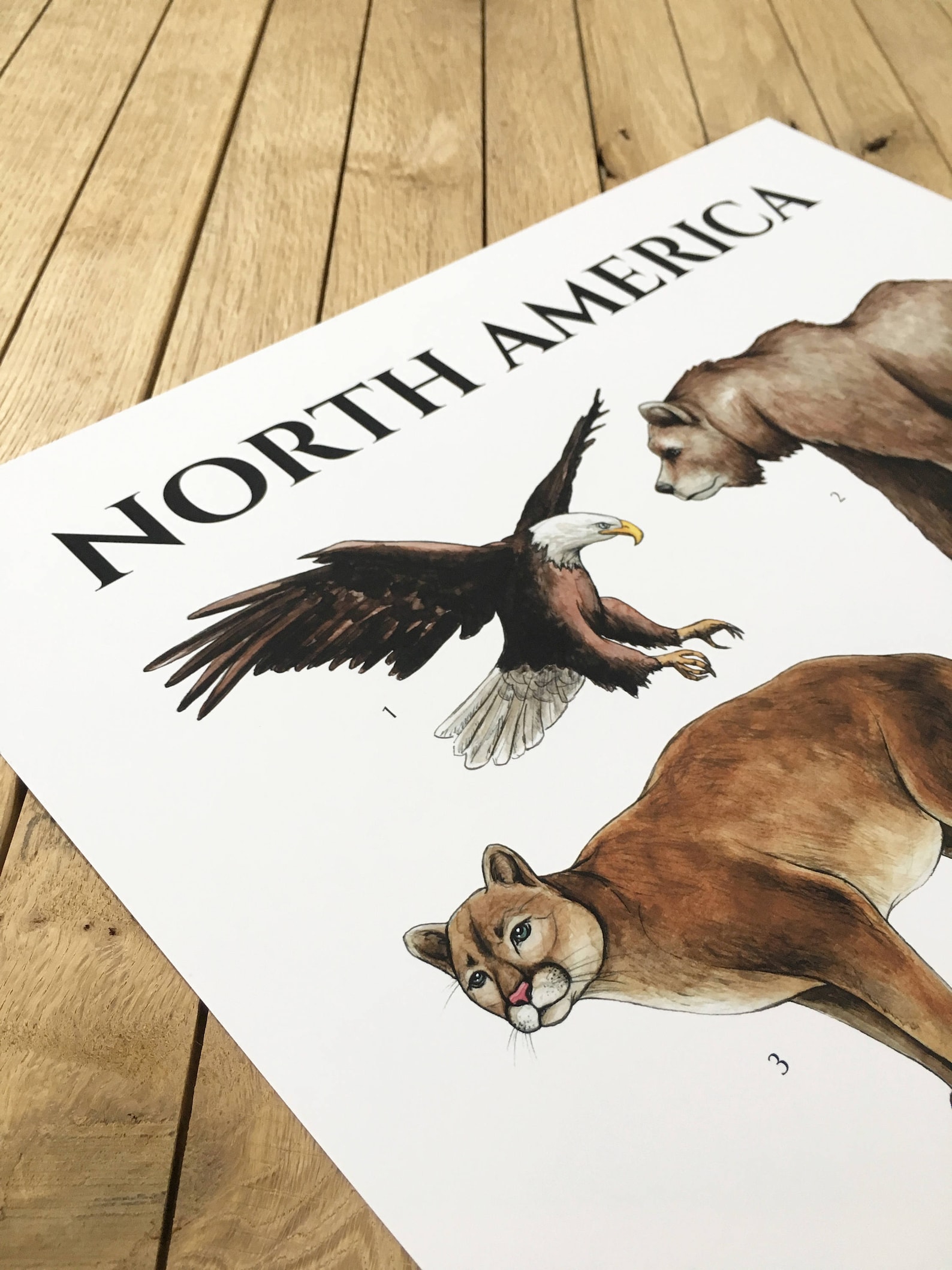 North America Animals Animals Poster Nursery Decor Home - Etsy Australia
