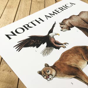 North America Animals, Animals Poster, Nursery Decor, Home Decor ...