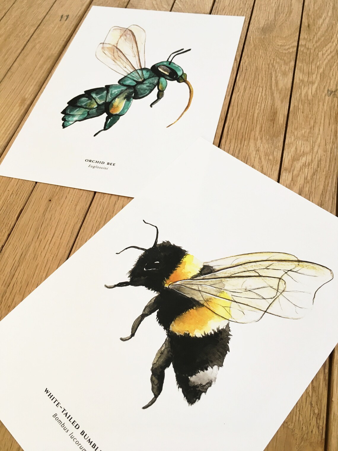 White Tailed Bumblebee Bumblebee Print Bee Print Yellow - Etsy