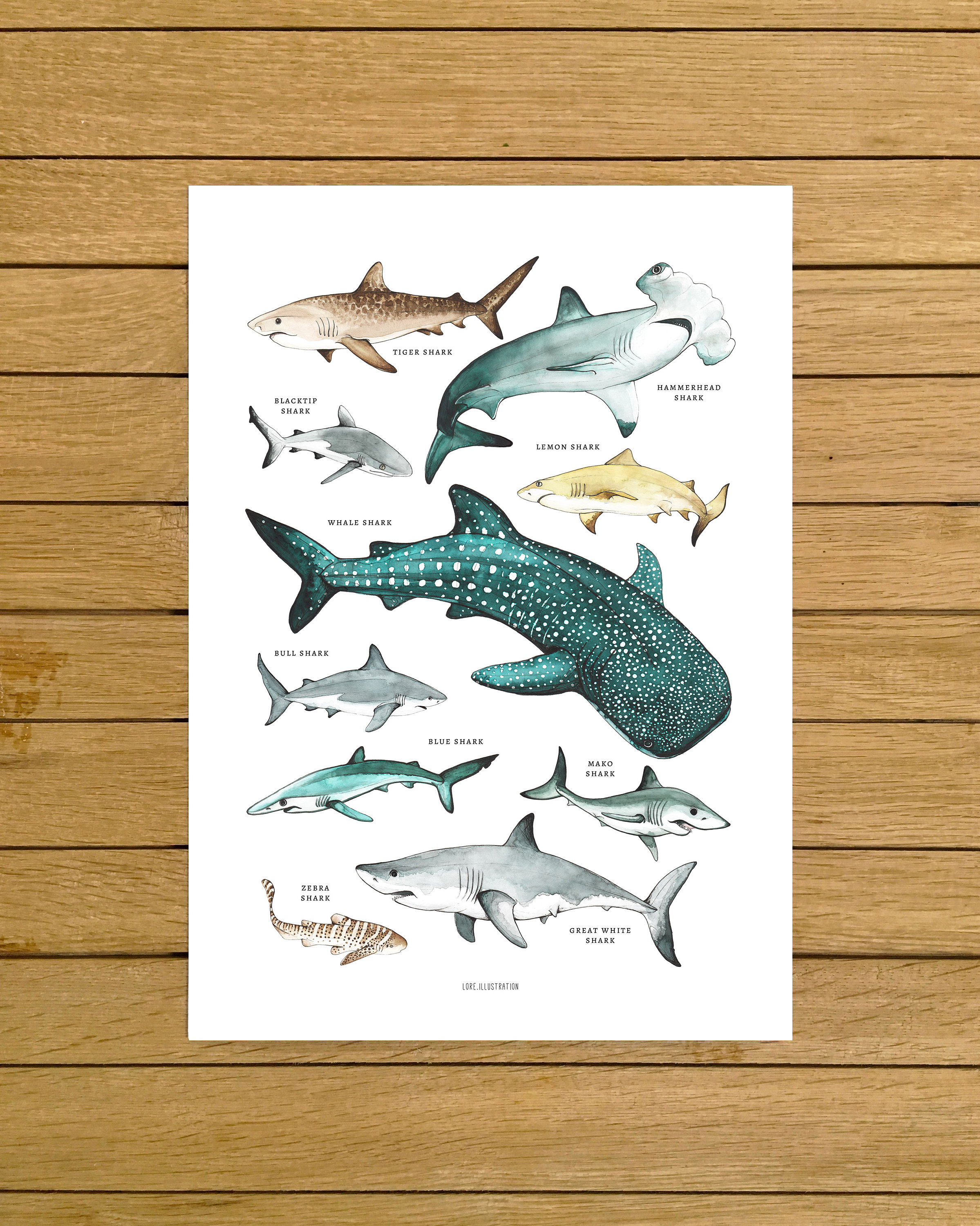 Shark Species Poster