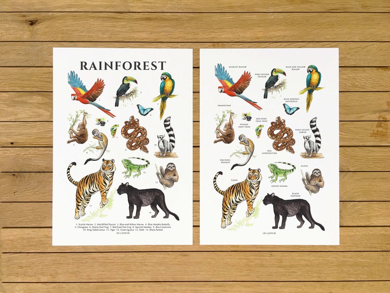 Rainforest Poster Rainforest Animals Watercolor Art Nursery | Etsy