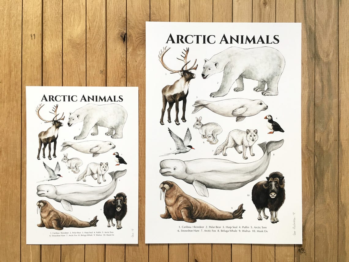 Arctic Animals Poster Animals Nursery Decor Scandinavian | Etsy
