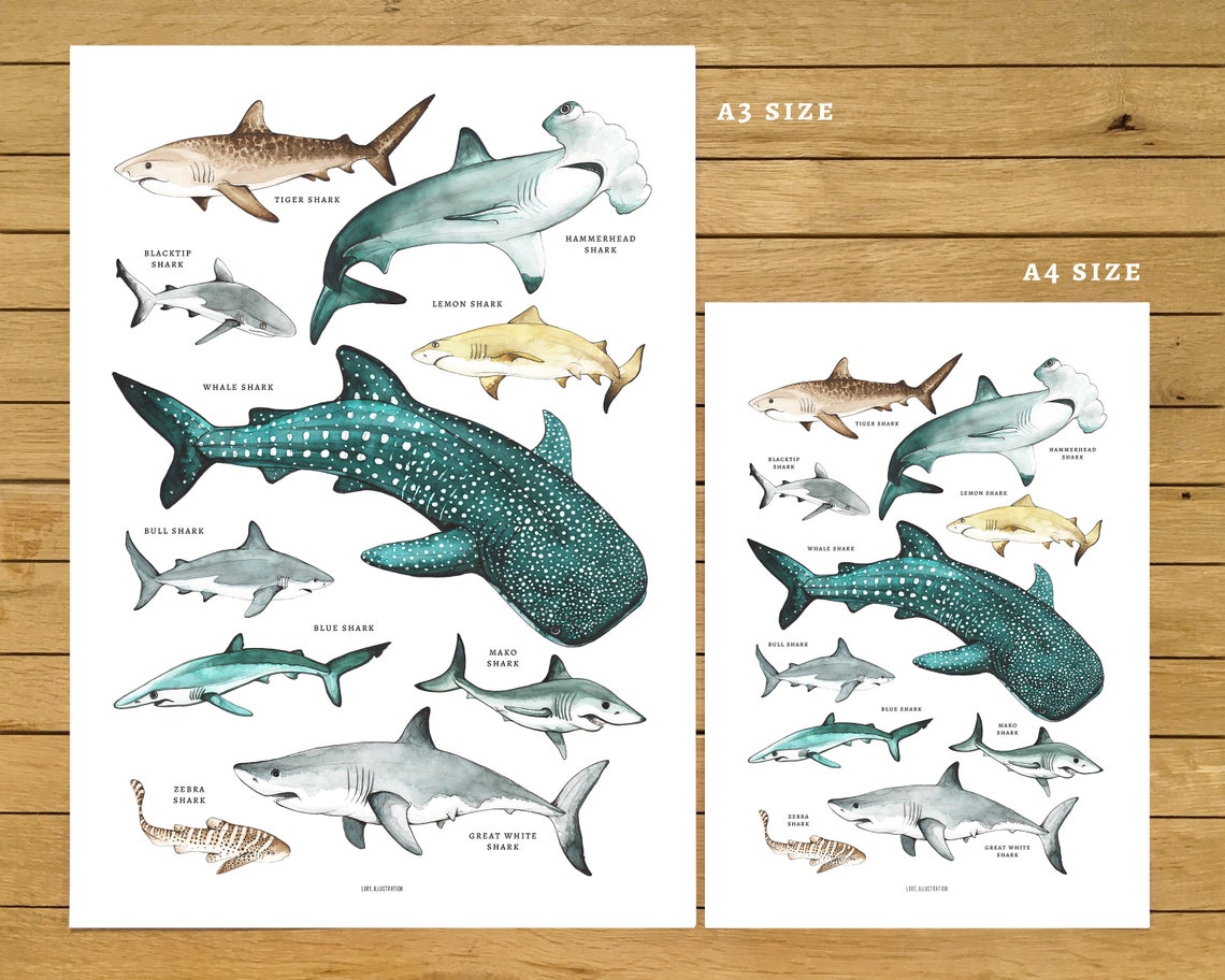Sharks Poster Sharks Print Shark Species Shark Nursery - Etsy UK