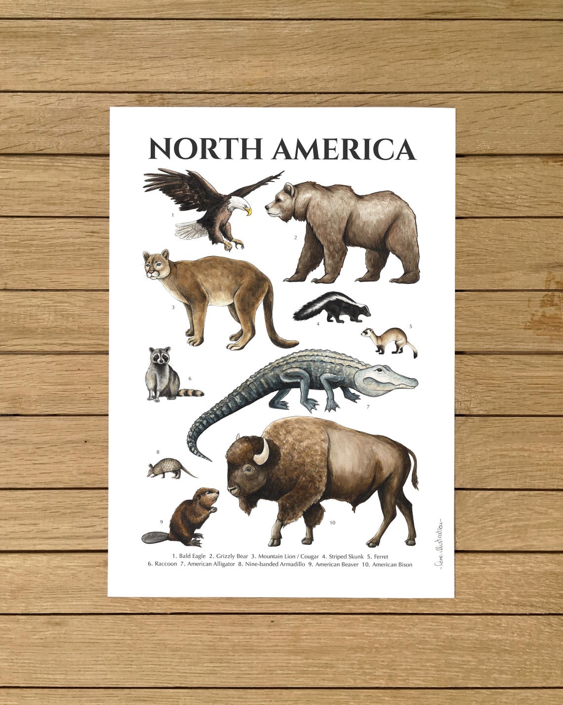 North America Animals Animals Poster Nursery Decor Home | Etsy