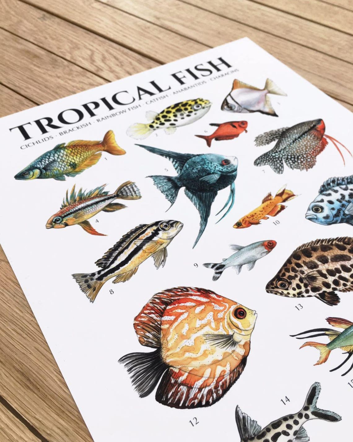 Poster de Peces Tropicales Lámina Tipos de Peces Peceras - Etsy España