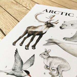 Arctic Animals Poster, Animals Nursery Decor, Scandinavian Home Decor ...