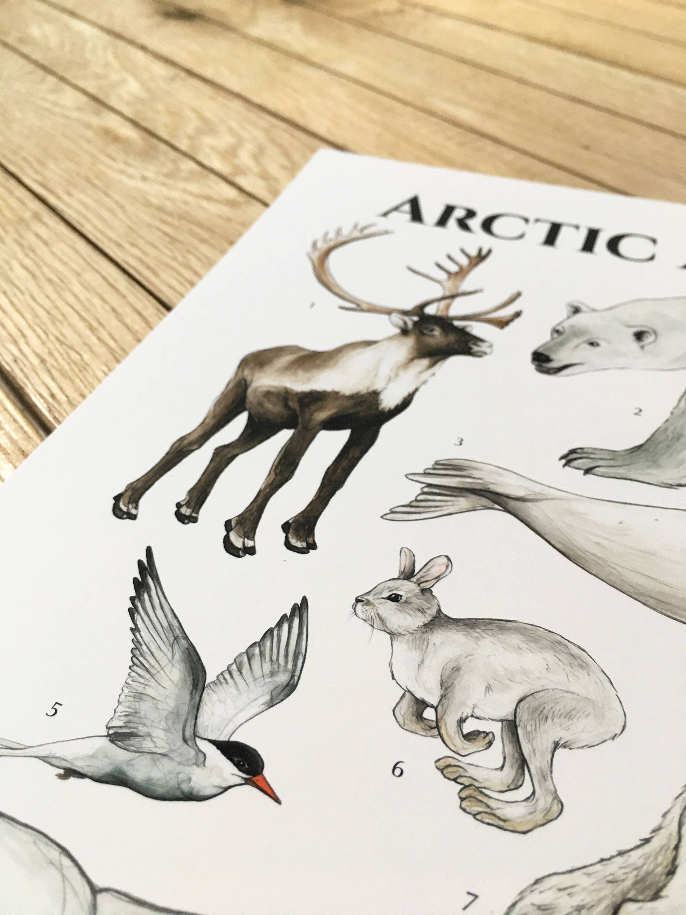 Arctic Animals Poster Animals Nursery Decor Scandinavian | Etsy