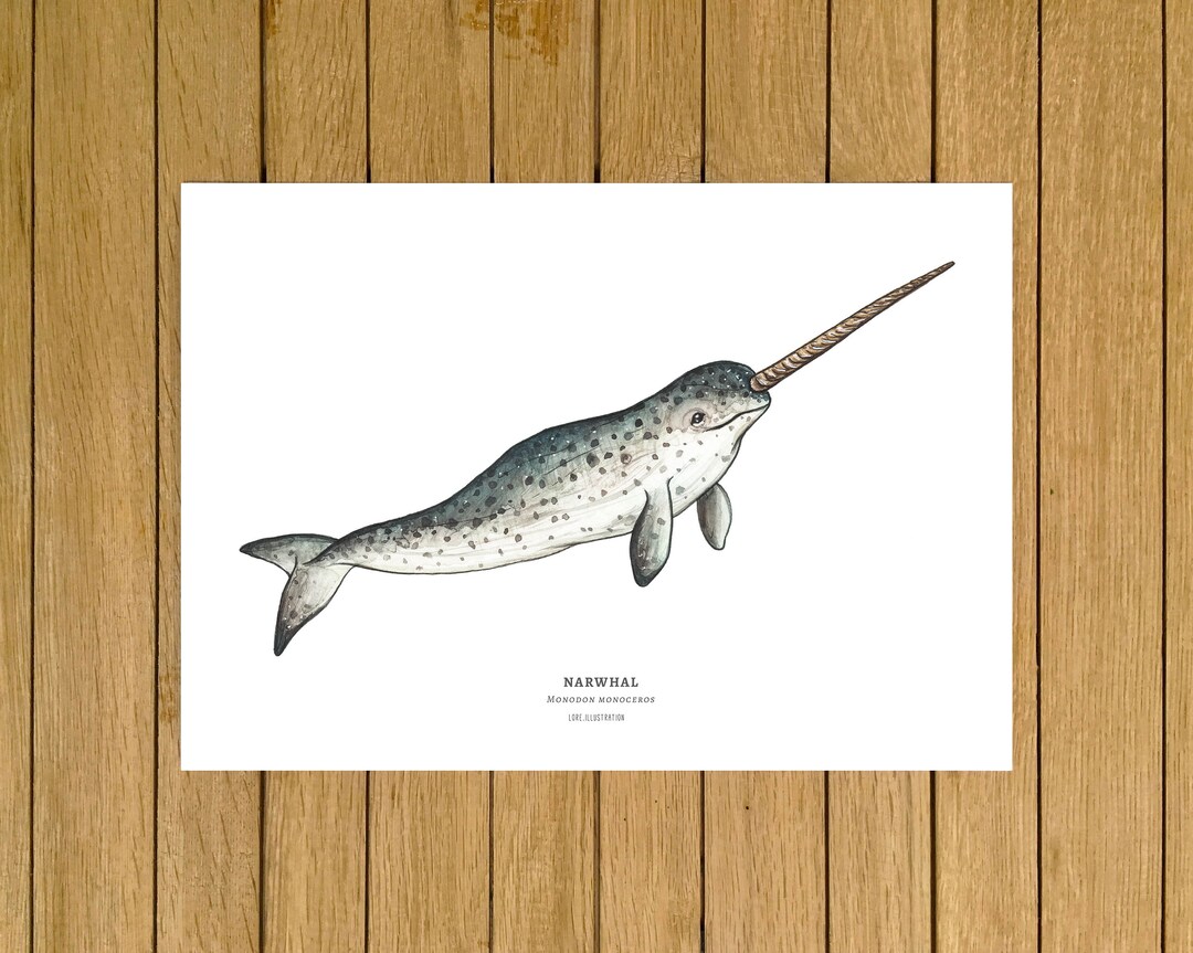 Watercolor Narwhal Print: Giclée Archival Art, Nursery Decor - Etsy