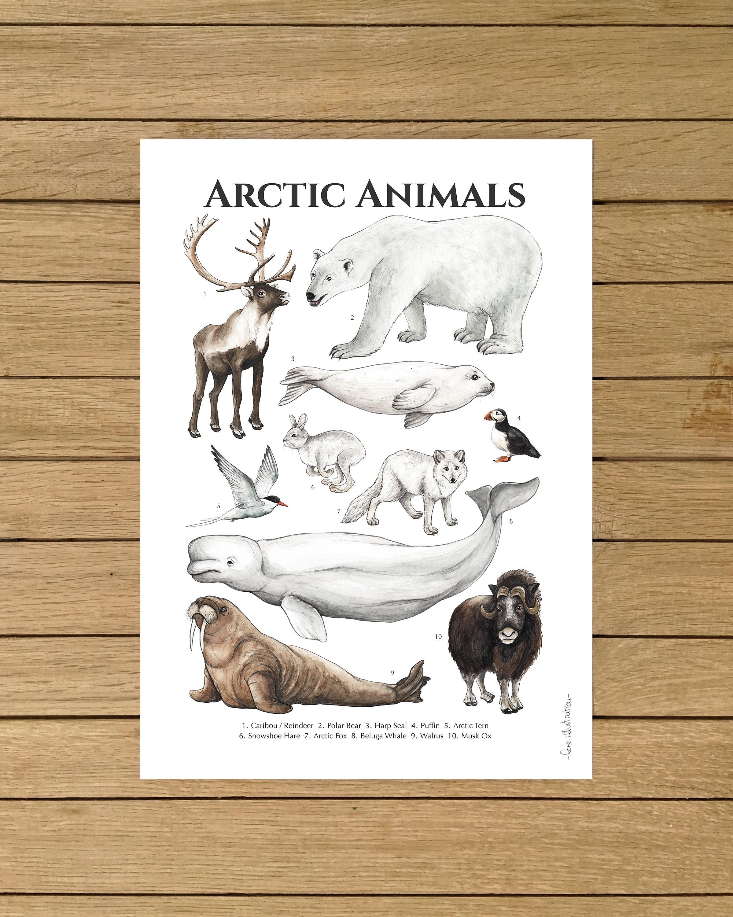 Arctic Animals Poster Animals Nursery Decor Scandinavian | Etsy