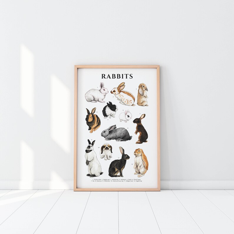 Bunnies Poster Rabbits Species Collection Bunny Lovers | Etsy