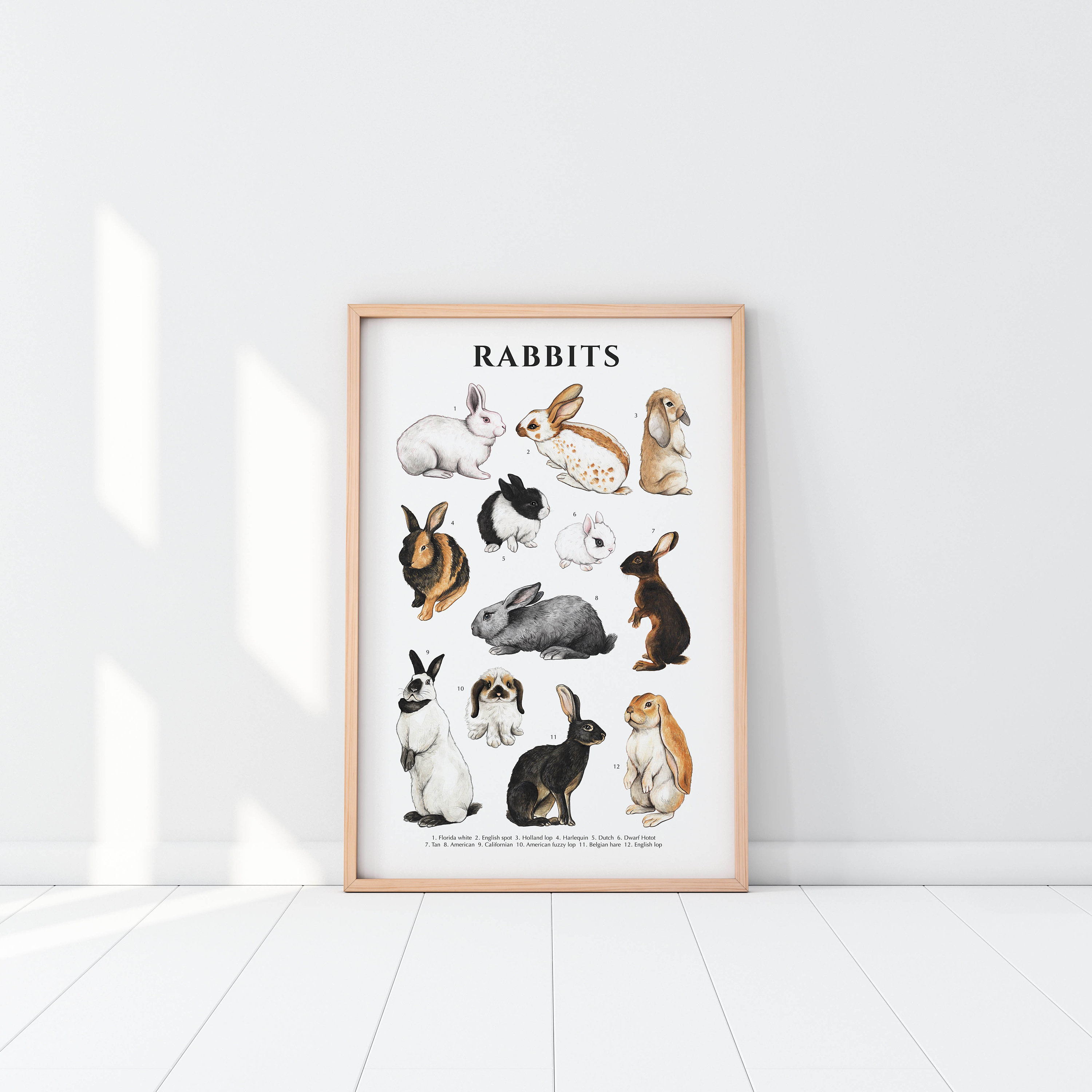 Bunnies Poster Rabbits Species Collection Bunny Lovers - Etsy UK
