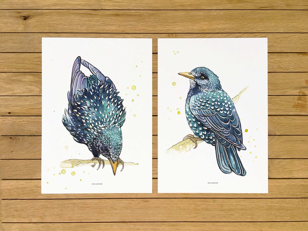 Starling Birds Watercolor Giclée Prints: Home or Nursery Decor - Etsy UK