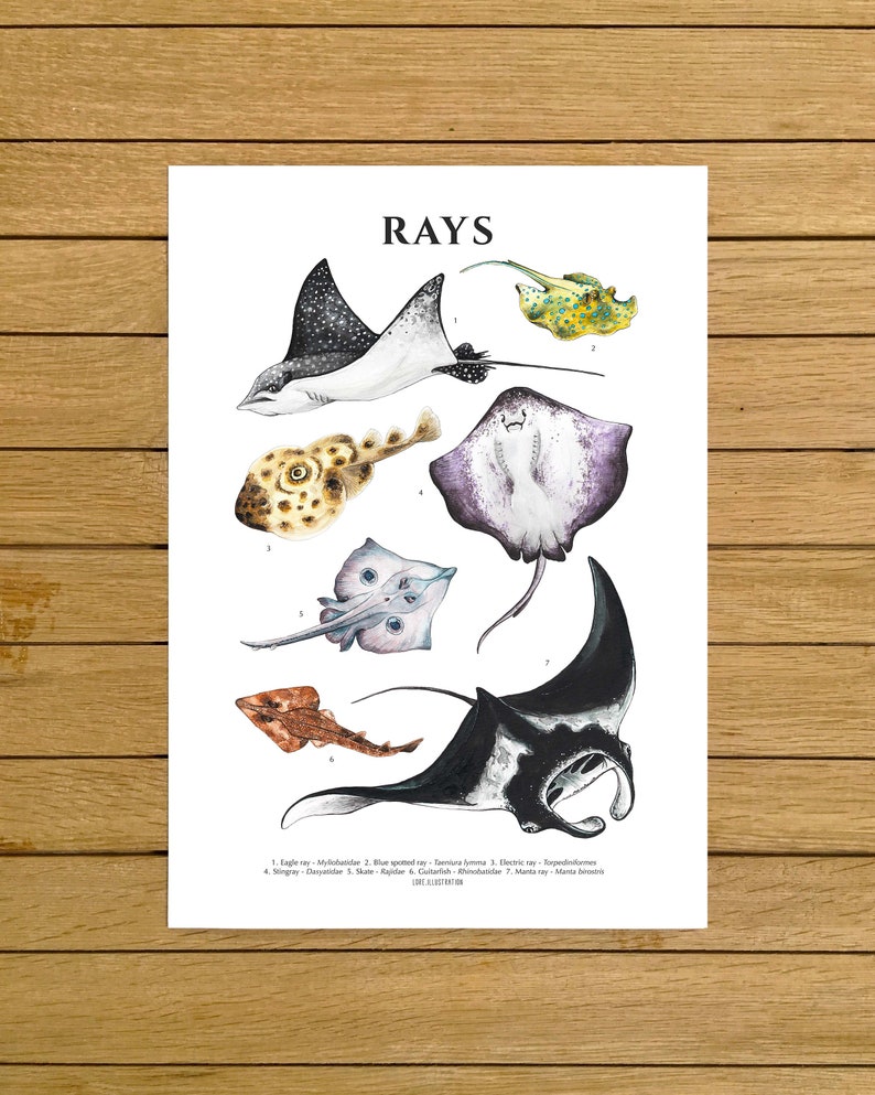 Rays Species Watercolor Art Print: Montessori Nursery Decor - Etsy