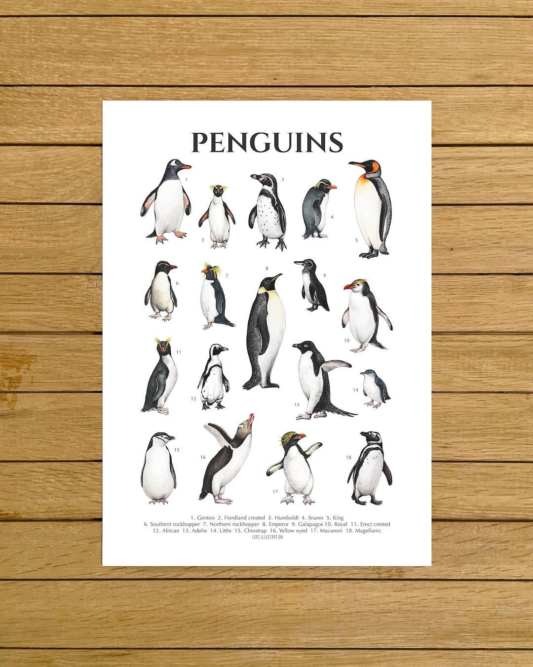 Penguins Poster, Penguin Species, Antarctica Animals Art, Watercolor ...