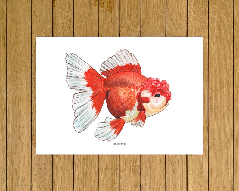 Oranda Goldfish Fish Tank Aquarium Art Giclée Print - Etsy