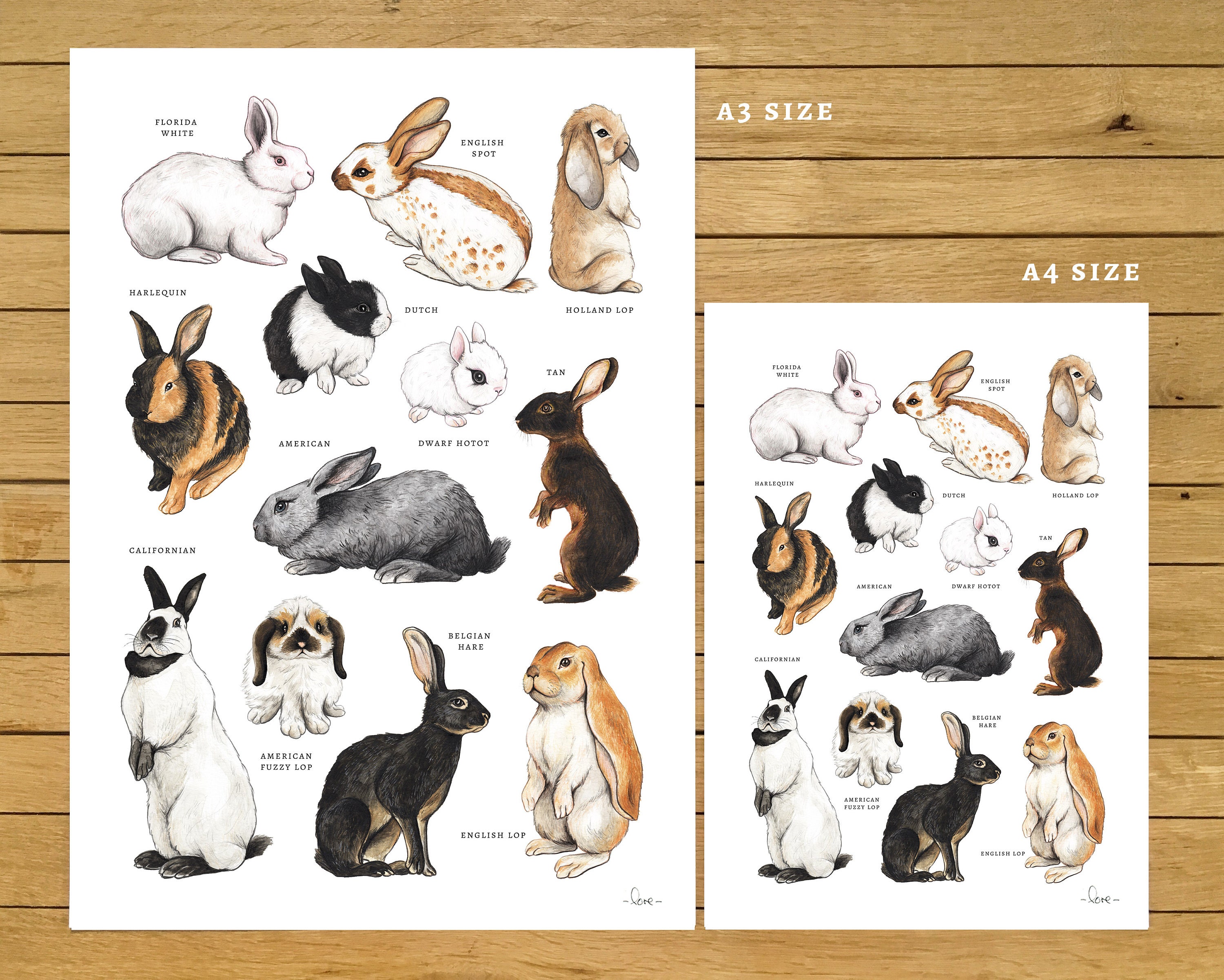 Bunnies Poster Rabbits Species Collection Bunny Lovers | Etsy