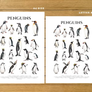 Penguins Poster, Penguin Species, Antarctica Animals Art, Watercolor ...