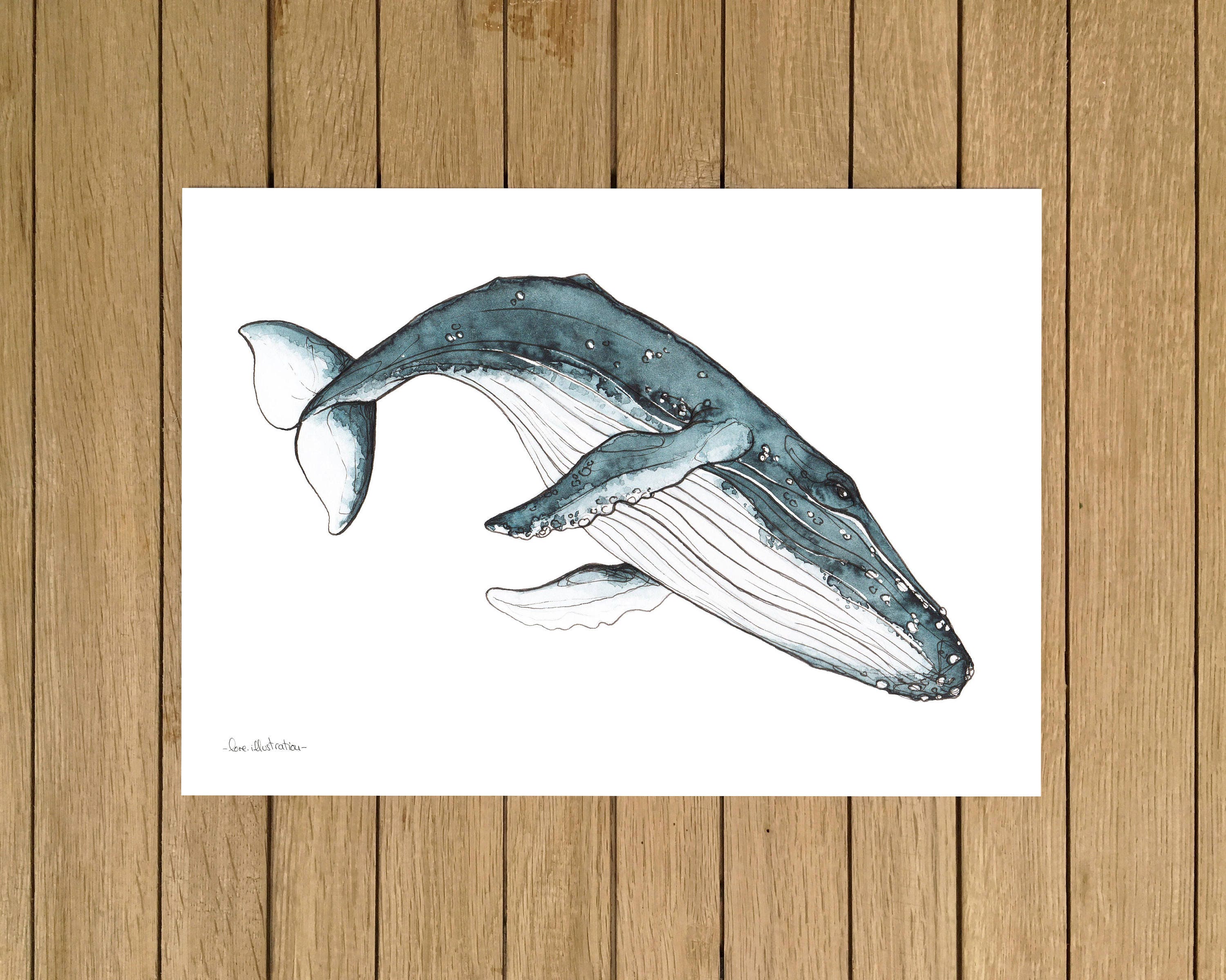 Bultrug Walvis Tekening Voor Kinderen