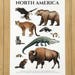 North America Animals, Animals Poster, Nursery Decor, Home Decor ...