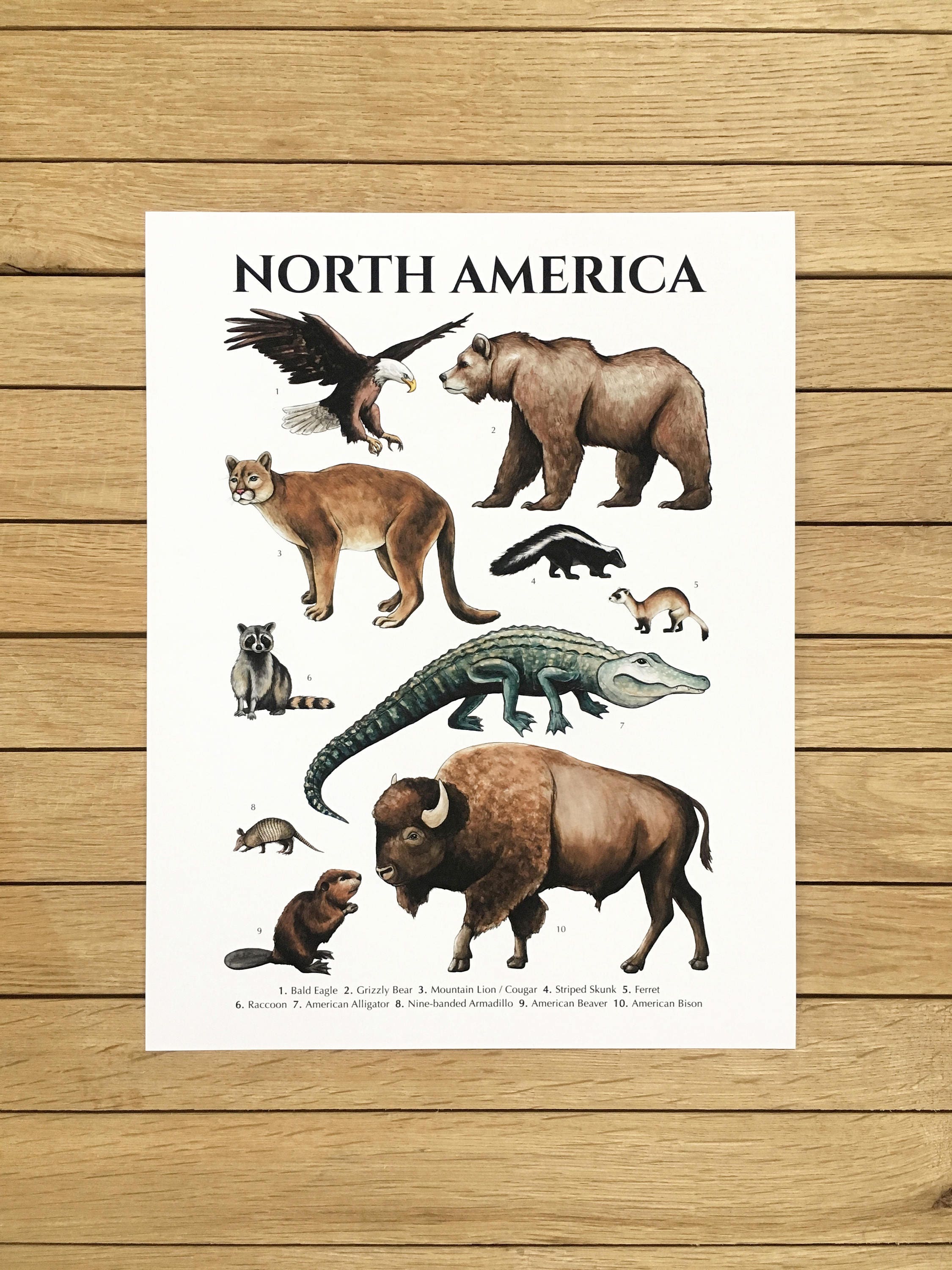 North America Animals Animals Poster Nursery Decor Home | Etsy
