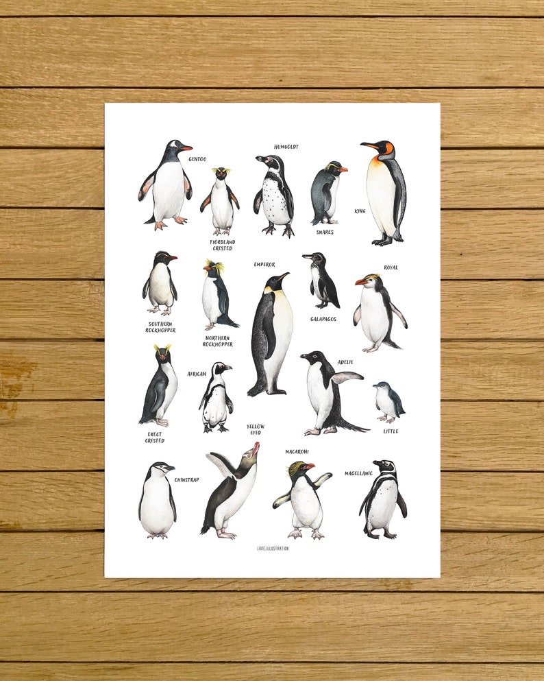 Penguins Poster Penguin Species Antarctica Animals Art - Etsy