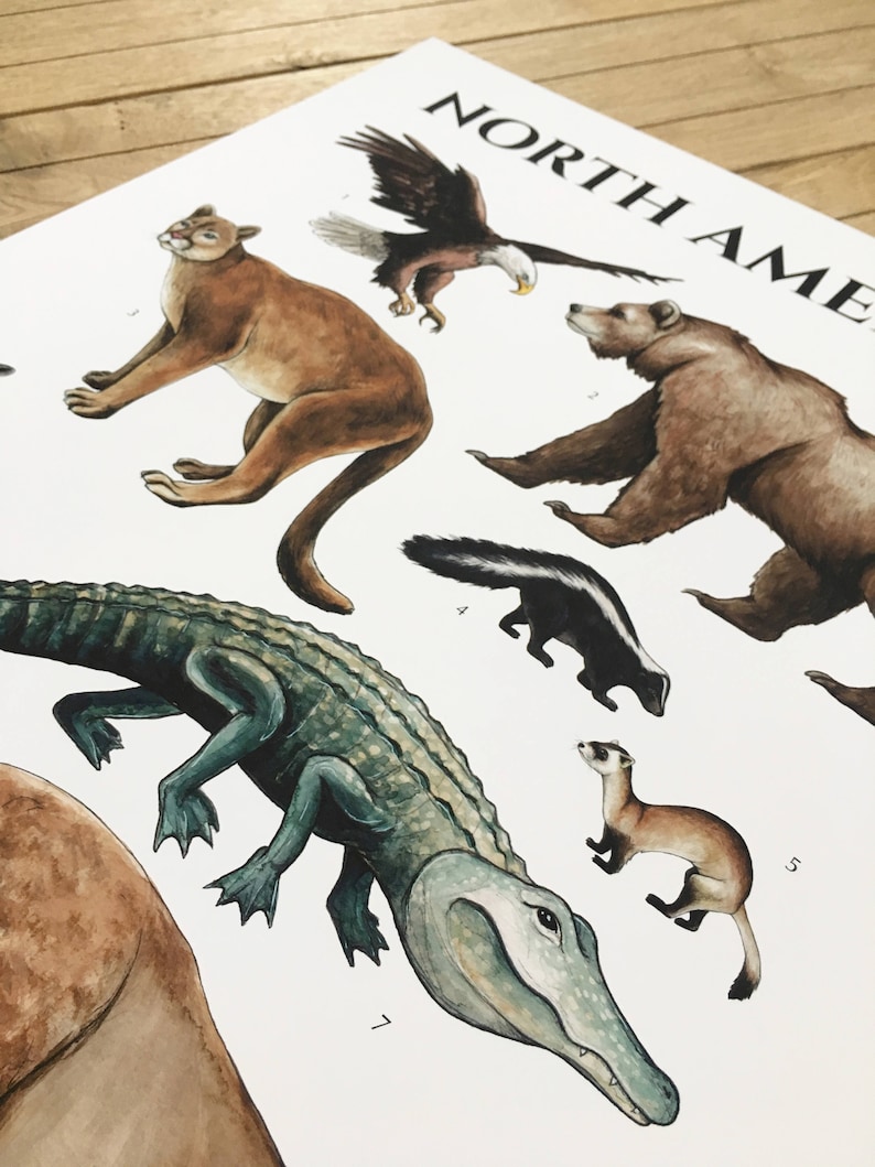 North America Animals Animals Poster Nursery Decor Home - Etsy Australia