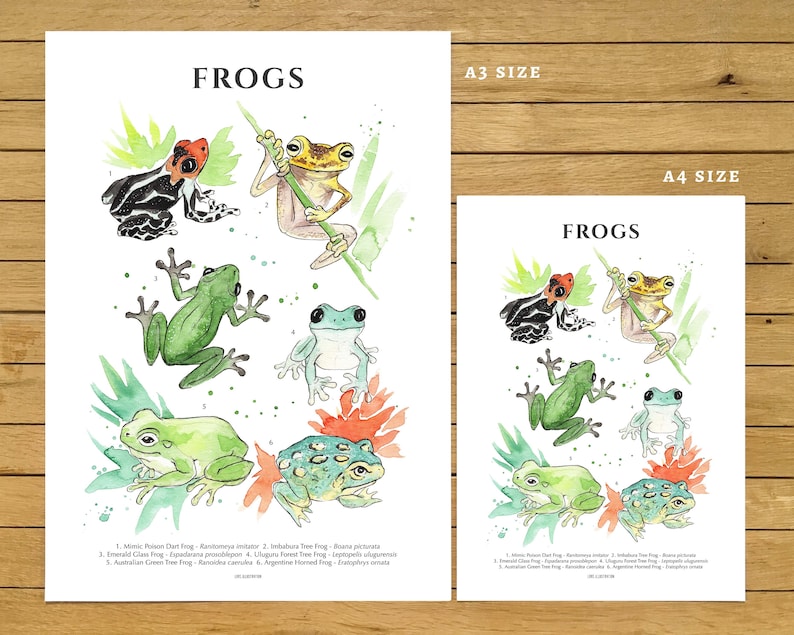 Frogs Poster Watercolour Illustration Frogs species Nursery | Etsy