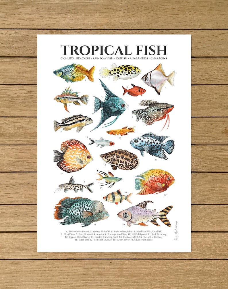Poster de Peces Tropicales Lámina Tipos de Peces Ilustración | Etsy